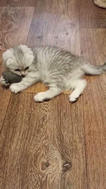 Котенок Скоттиш Фолд играет с мышкой котята Kittens Cats коты