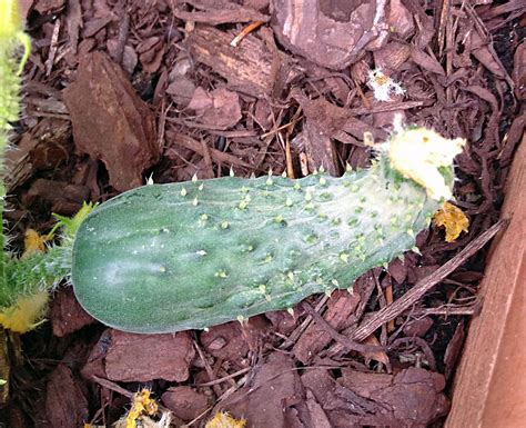 Starting Small And Growing Tall Spiky Cucumber