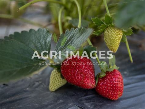 Strawberry Flower Object Detection Dataset By Noc