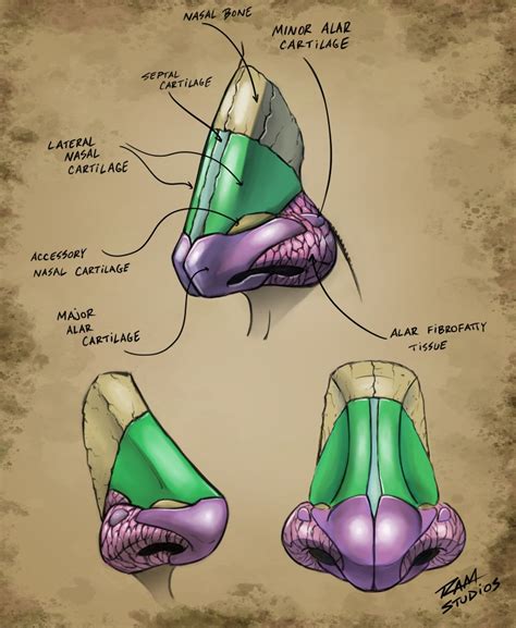 Nose Anatomy Drawing The Nose Anatomical Drawings Joshua Nava Arts