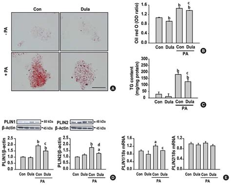 Cas 923950 08 7 Dulaglutide Boc Sciences Cas 923950 08 7 Dulaglutide Boc Sciences