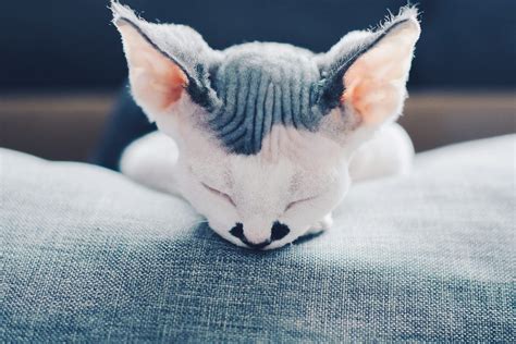 Types Of Worms In Cats Feed Stray Cats