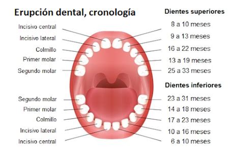 Morfología de la dentición temporal y diferencias con la denticion