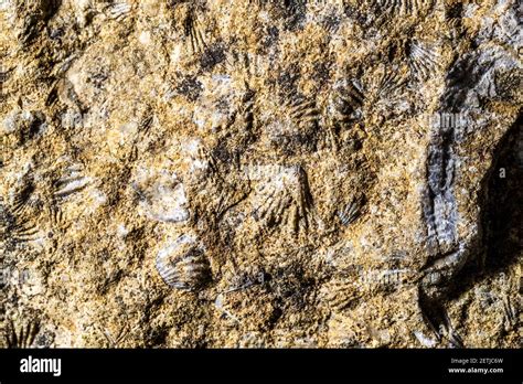 Marine Fossils In Carboniferous Limestone From The Forest Of Dean Stock