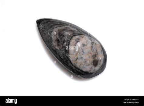 Natural Polished Fossil Trilobite Specimen Exhibiting Detailed Ancient Marine Arthropod