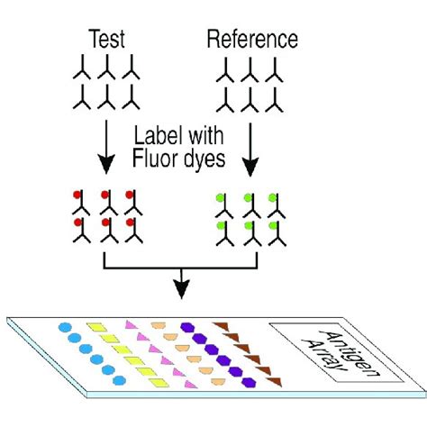 Schematic Representation Of An Antigen Array Used To Monitor