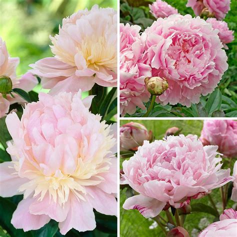 Fragrant Pink Peony Collection White Flower Farm