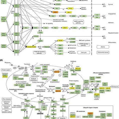 Erbb Signaling Pathway And Its Circrna Related Genes A The Erbb