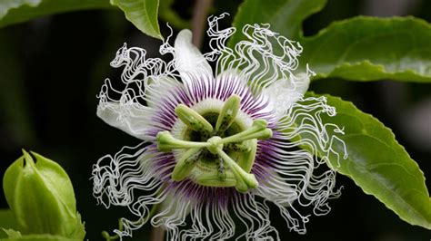 Can You Grow Passion Flowers Indoors A Plant Breeder Reveals How To
