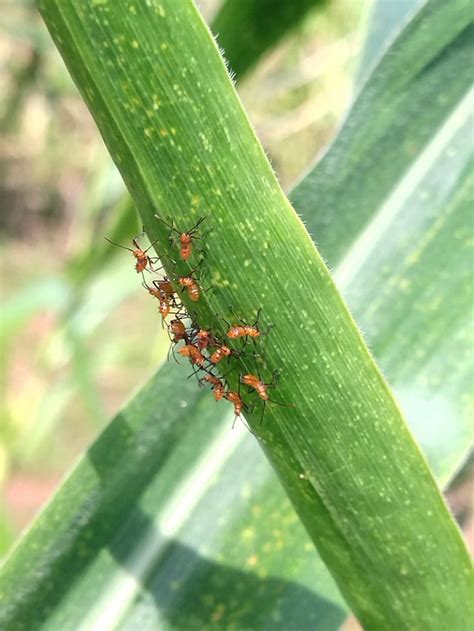 Insect In Maize R Entomology