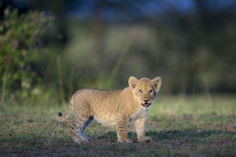 African Lion Facts Habitat Diet Behavior