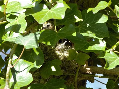 Goldcrest Nesting Behaviour Eggs Location Birdfact