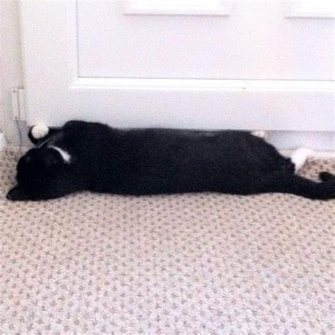 Cat Draft Excluder