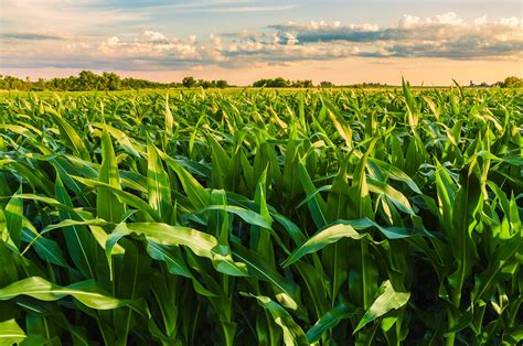 🔥 40 Illinois Corn Field Wallpapers Wallpapersafari