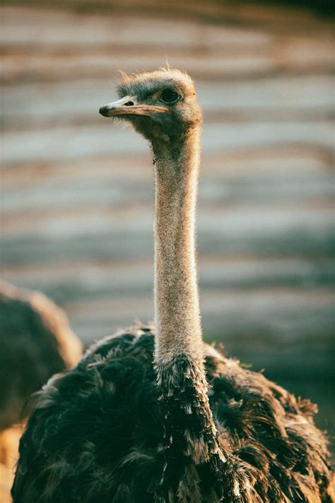 타조 배경화면 이미지 Freepik에서 무료 다운로드