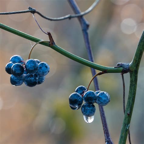 How To Prune Blueberries And Boost The Bushs Fruit Growth Ideal Home