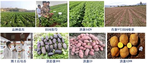 【科研平台 省级】薯类生物育种与良种繁育工程研究中心 农学与生物技术学院