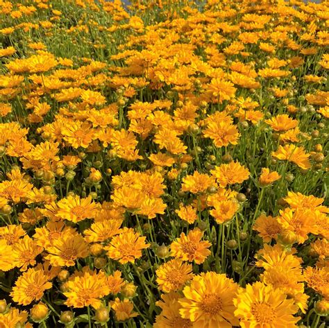 Coreopsis X ‘jethro Tull Tickseed Cavanos Perennials