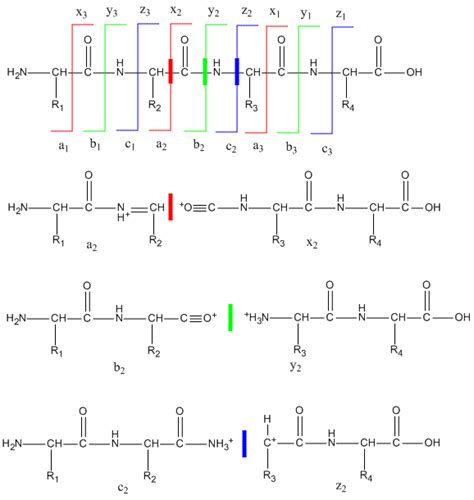 B2 Sequence Determination Using Mass Spectrometry Chemistry Libretexts
