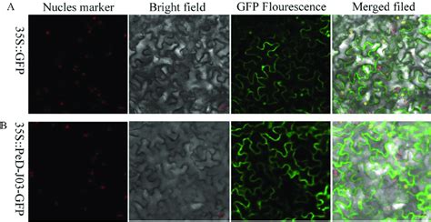subcellular localization analyses of 35s gfp and 35s ped j03 gfp a