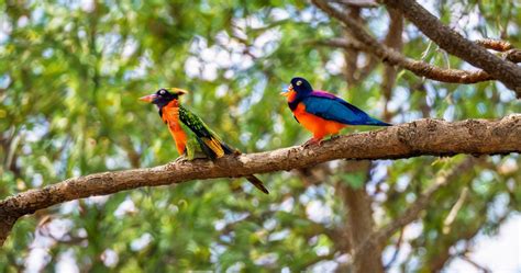 Positive Assortative Mating Implications For Genetic Diversity And Inbreeding •