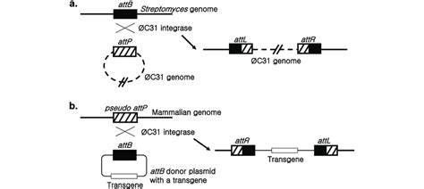 Schematic Diagram Of Øc31 Integrase Mediated Recombination A In