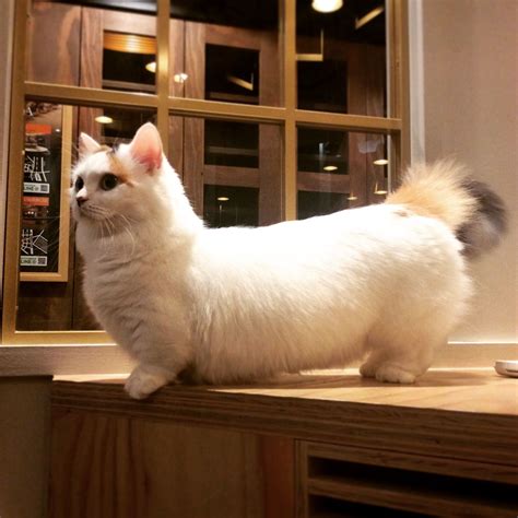 Cat Limping Front Leg Reddit Uploadfuture