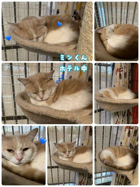 ミンくん 猫ホテル中 マンチカン