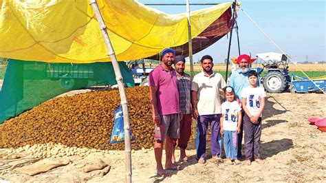 Potato Farming सुनाम क्षेत्र में आलू उत्पादकों के वारै न्यारे