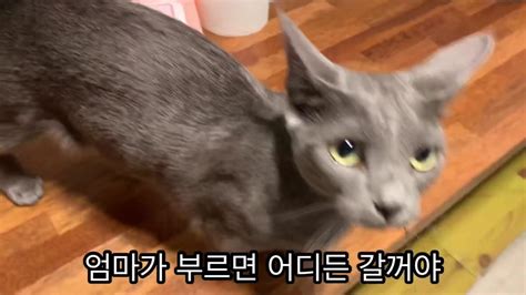 부르면 달려오는 고양이 Youtube
