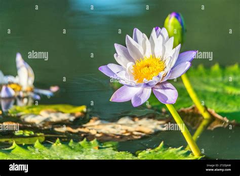 Nymphaea Gigantea Giant Water Lily Blooming In Queensland S Wild Wetlands Stock Photo Alamy