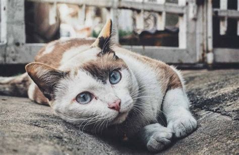 Abscesses In Cats Symptoms Causes Treatment Care Catbounty