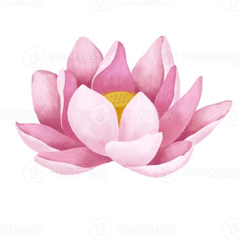 Watercolor Lotus Flower 24188806 Png