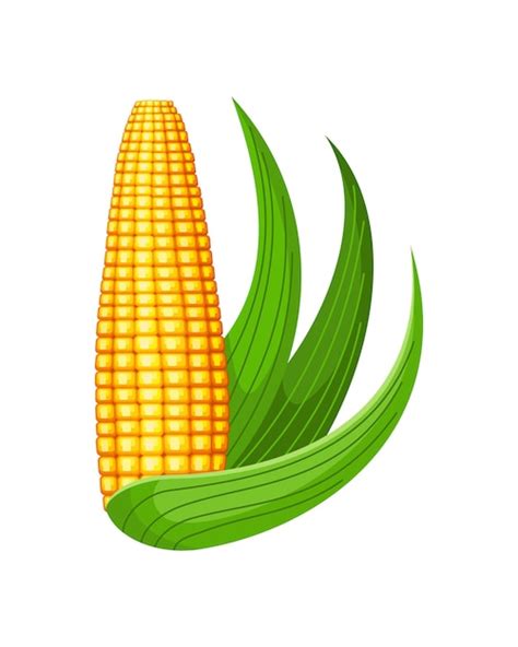 Premium Vector Yellow Corn Cob With Green Leaves