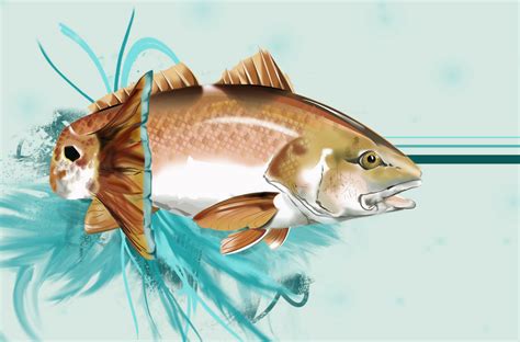 Redfish Wallpaper Hd