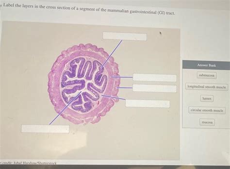 Solved Label The Layers In The Cross Section Of A Segment Of