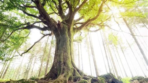 Vieux De 300 Ans Un Arbre Légendaire De La Forêt De Brocéliande