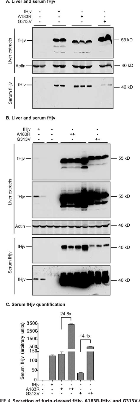 Figure 1 From Neogenin Facilitates The Induction Of Hepcidin Expression