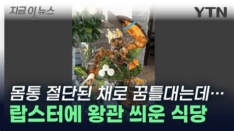 너무하다고 난리 난 랍스터 식당 논란 몸통 잘린 채로 꿈틀 [지금이뉴스] Ytn Youtube