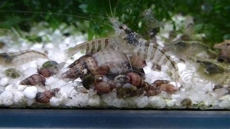 Streifengarnelen Caridina Babaulti Stripe YouTube