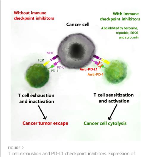 Figure 2 From Natural Biomolecules And Derivatives As Anticancer