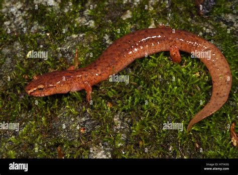 Northern Spring Salamander