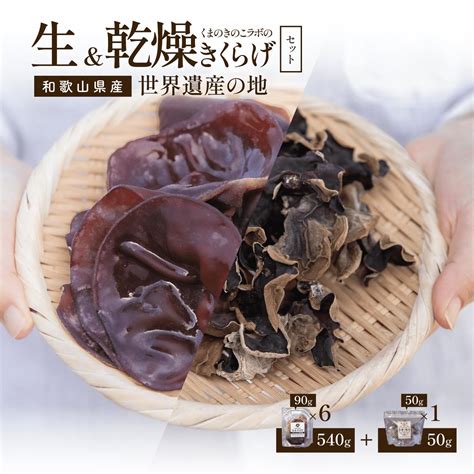 【楽天市場】生きくらげ＆乾燥きくらげ国産セット590g （生きくらげ90g×6 乾燥きくらげ50g）食物繊維豊富 世界遺産の地和歌山県産 無