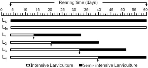 Scheme Of The Experimental Design According To The Larval Rearing