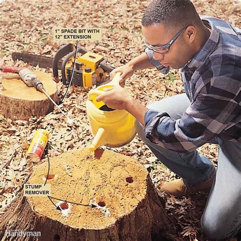 Bush Pruning Tips For Healthier Bushes Tree Stump Stump Removal