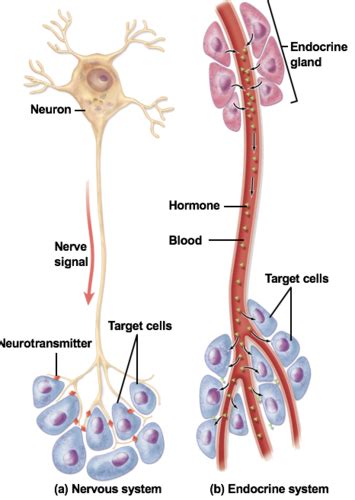 Endocrine System Flashcards Quizlet