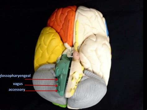Ppt Lateral Sulcus Powerpoint Presentation Free Download Id2263882