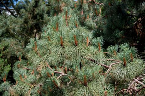 Apache Pine 20 Seeds A Spectacular Pine For Any By Downrightnat