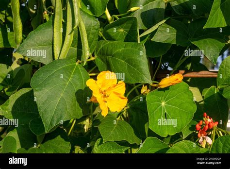 Nasturtiums Grown As A Companion Plant With Runner Beans They