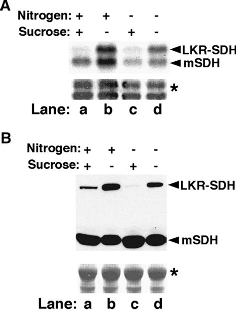 Figure 2 From Regulation Of Lysine Catabolism In Arabidopsis Through